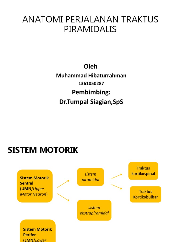 ANATOMI DAN FUNGSI TRAKTUS PIramidalis: SISTEM MOTORIK PUSAT DAN ...