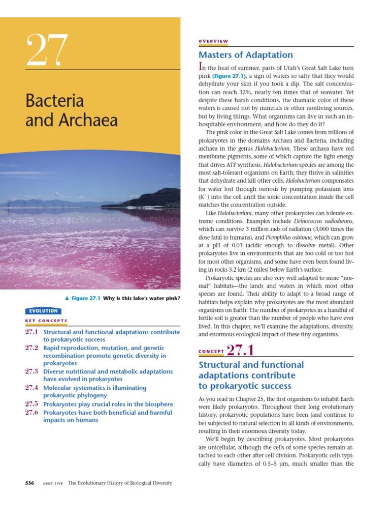 27-Bacteria and Archaea | PDF | Bacteria | Prokaryote