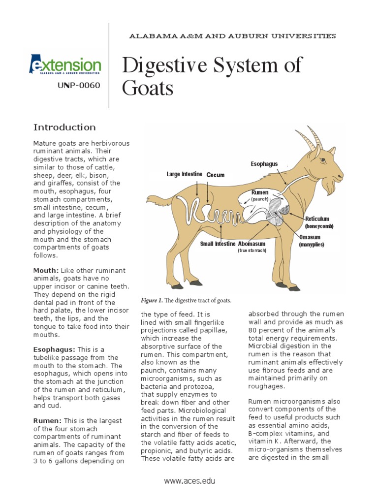 Goat Mouth Anatomy