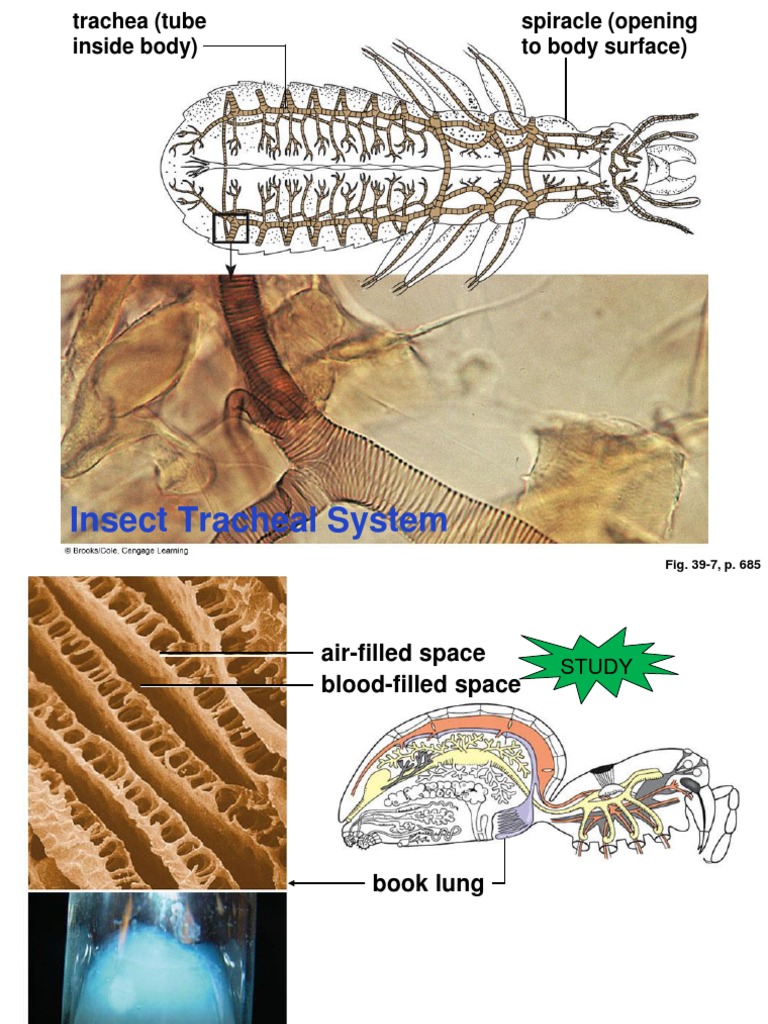 Insect Tracheal System: Fig. 39-7, P. 685 | PDF | Gill | Respiratory System