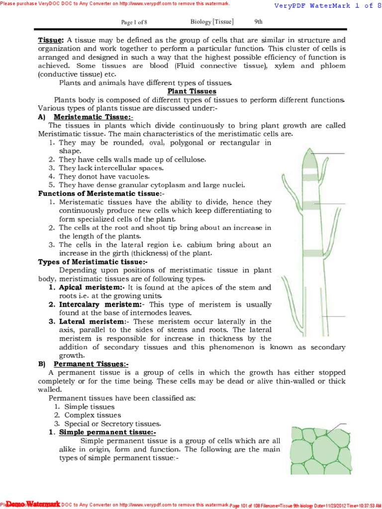 Tissue 9th Biology | Tissue (Biology) | Epithelium