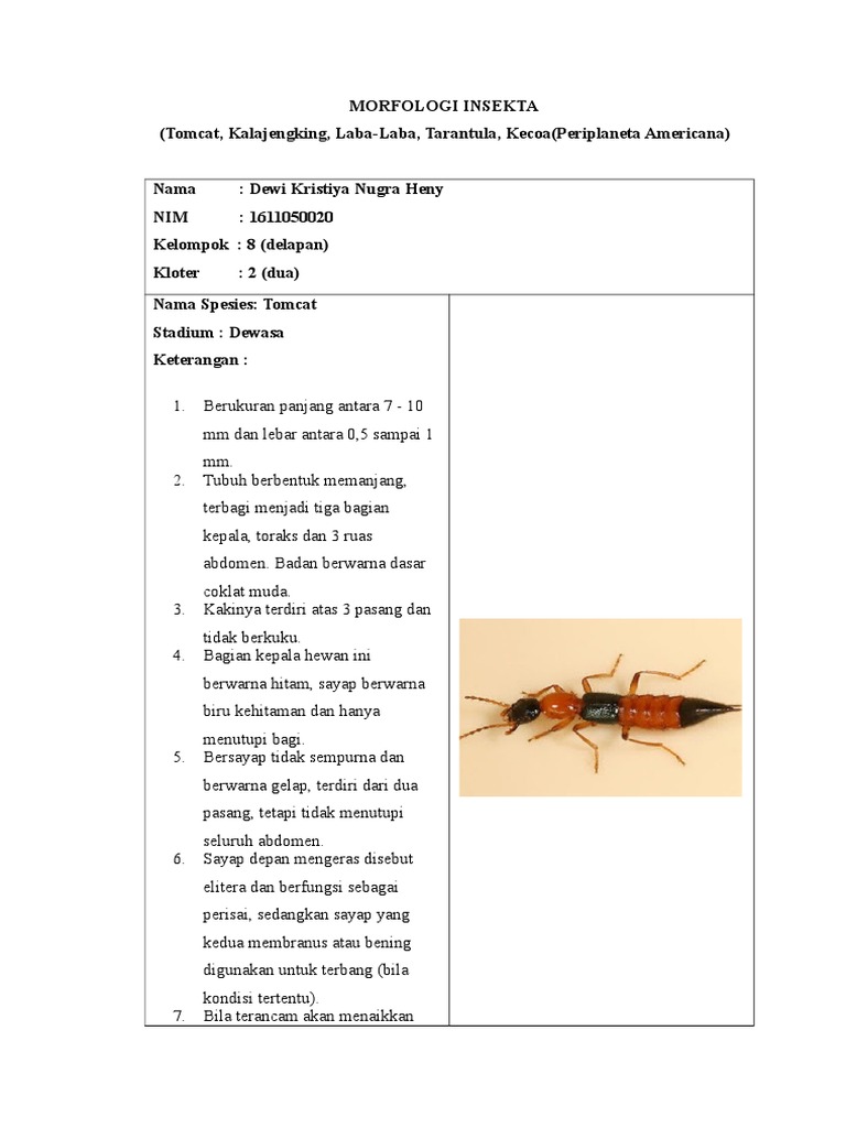 Morfologi Insecta 1 | PDF