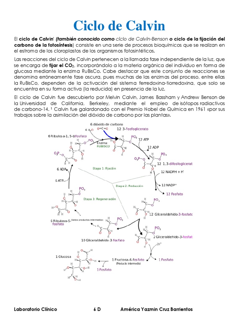 Ciclo de Calvin | Fotoquímica | Biología