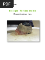Anatomía del Ojo Bovino y Sus Partes | PDF | Ojo humano | Ojo