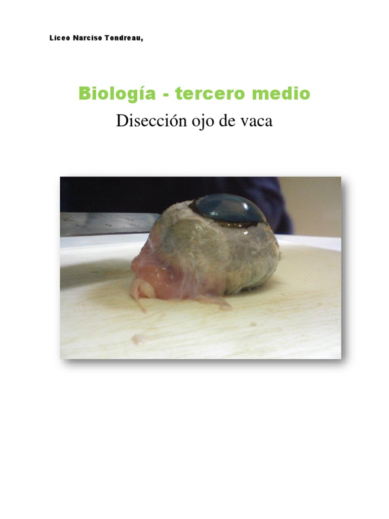 Disección del Ojo de Vaca: Estructuras y Funciones | PDF | Ojo humano ...
