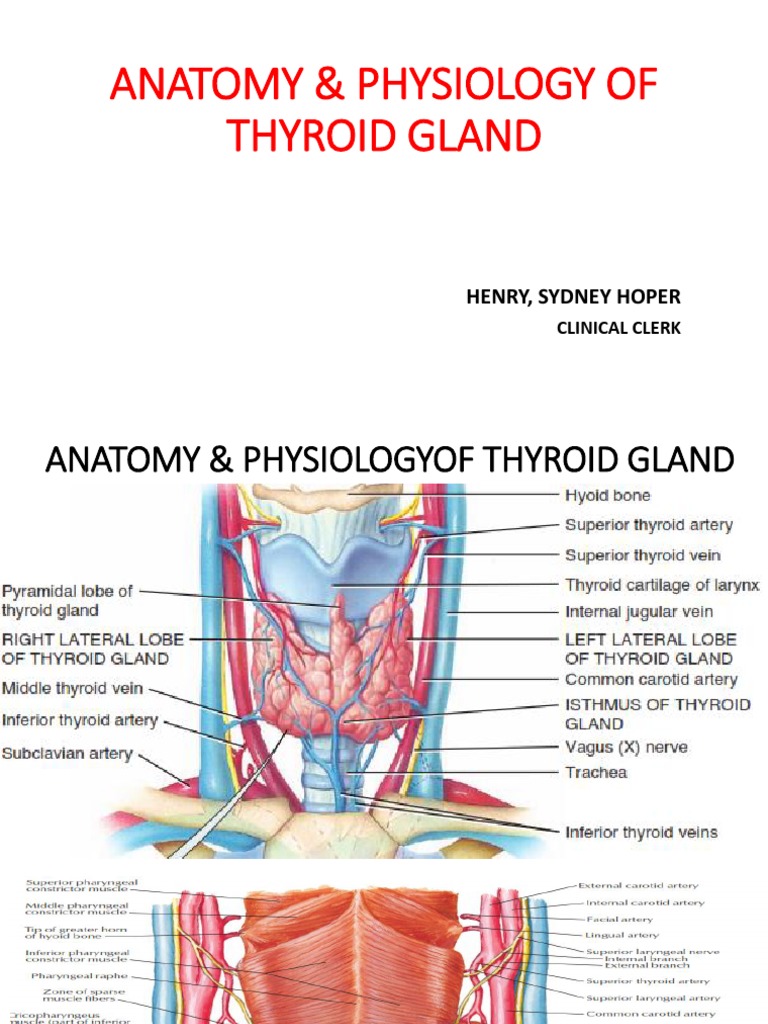 Anatomy of Thyroid Gland | PDF | Wellness