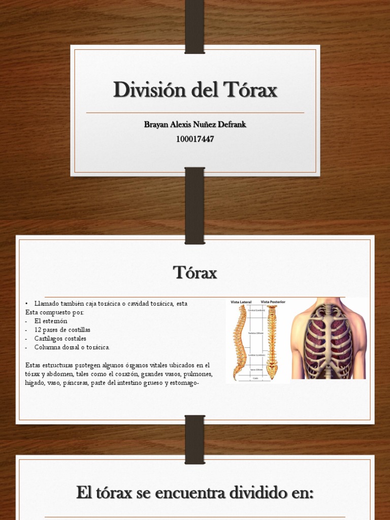 División Del Tórax | Descargar gratis PDF | Tórax | Rayo X