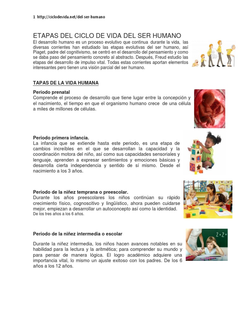 Ciclo de Vida Del Ser Humano | PDF | Adultos | Desarrollo humano