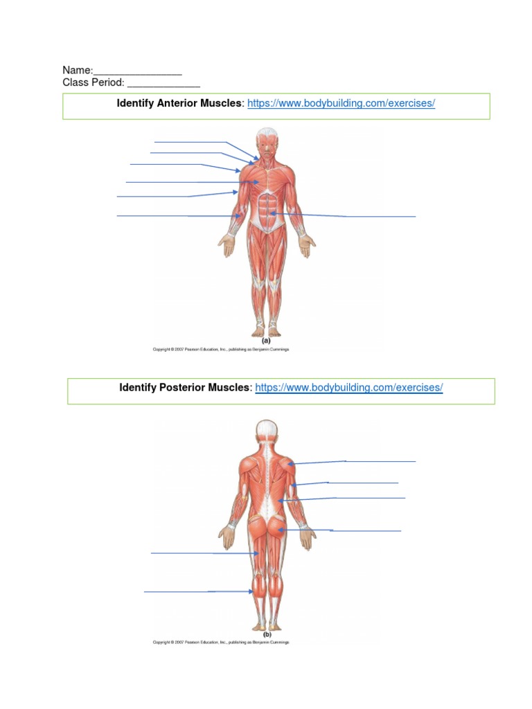 Anterior and Posterior Muscles | PDF