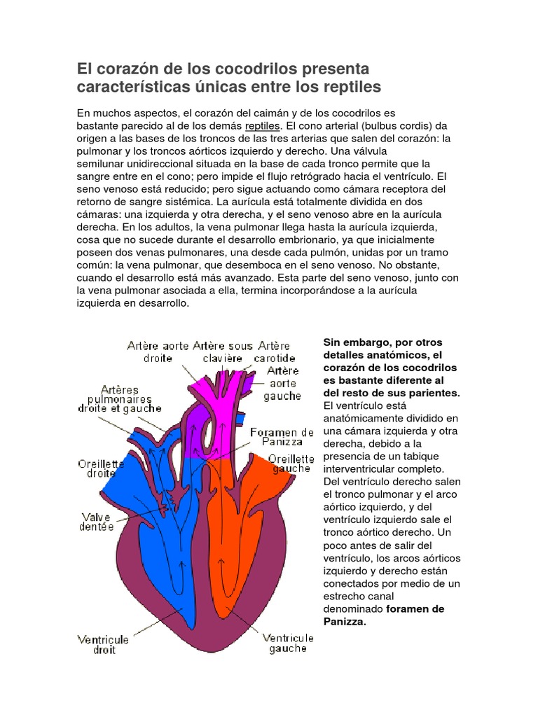 El Corazón de Los Cocodrilos Presenta Características | Vena | Corazón