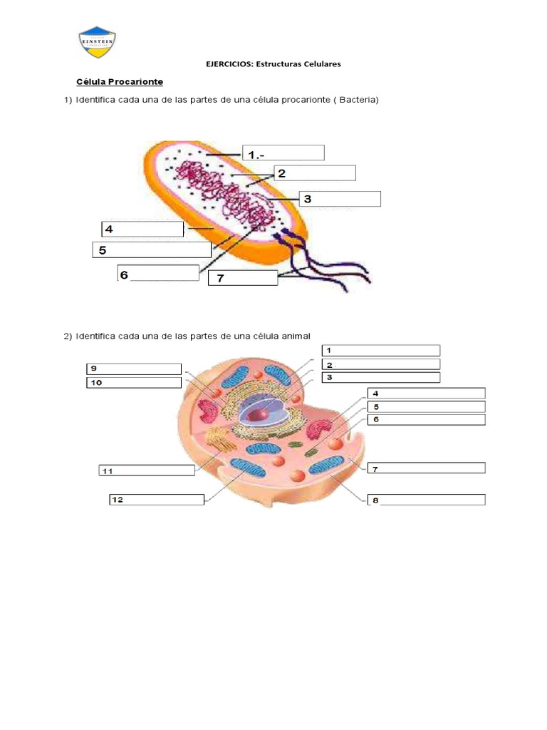 Guia Ejercicios Repaso Celula | PDF