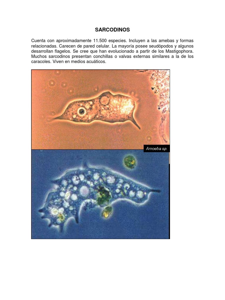 Características de los Sarcodinos | PDF | Organismos | Biología