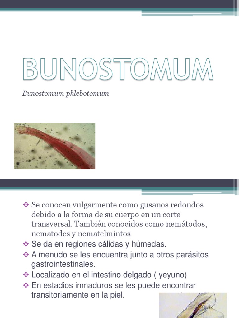 Ciclo Biológico de Bunostomum Phlebotomum | PDF | Nematodo | Heces