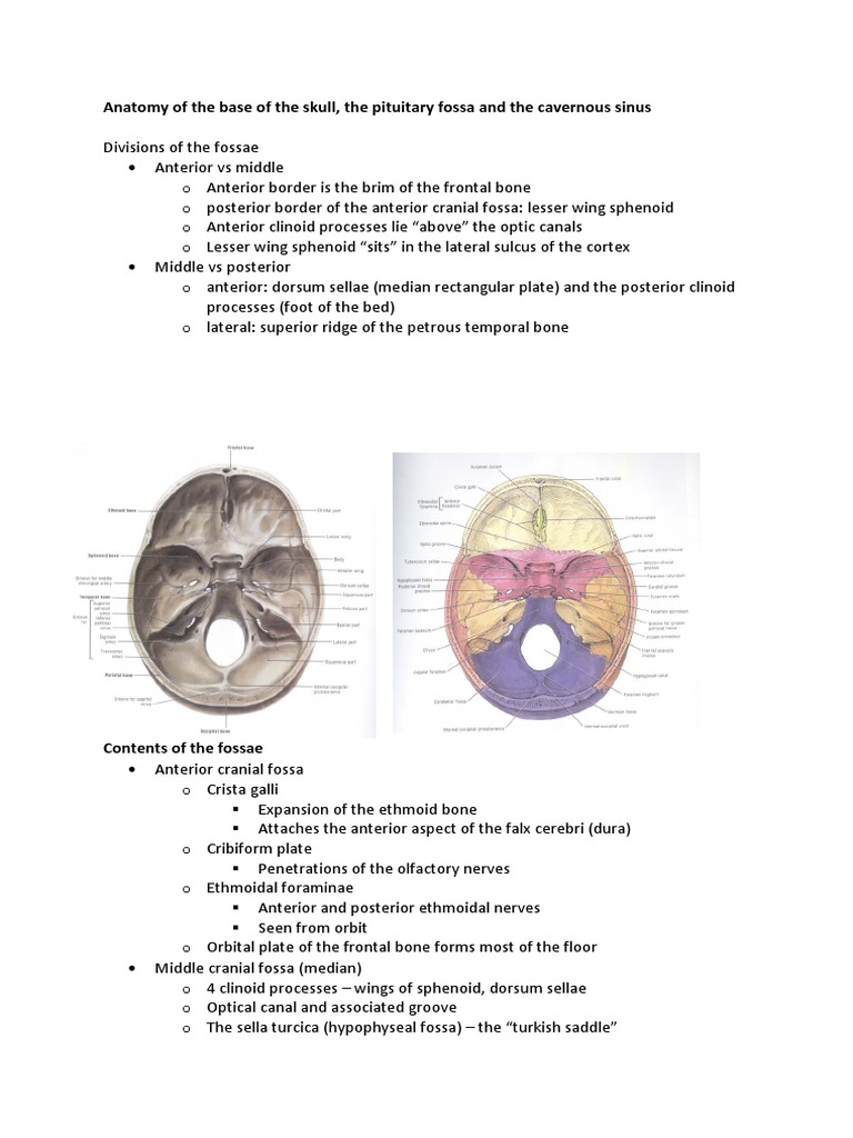 Anatomy of the Pituitary Fossa and Cavernous Sinus | PDF | Primate ...
