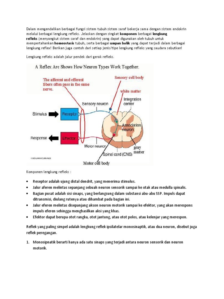 Komponen dan Mekanisme Lengkung Refleks | PDF | Sains & Matematika ...