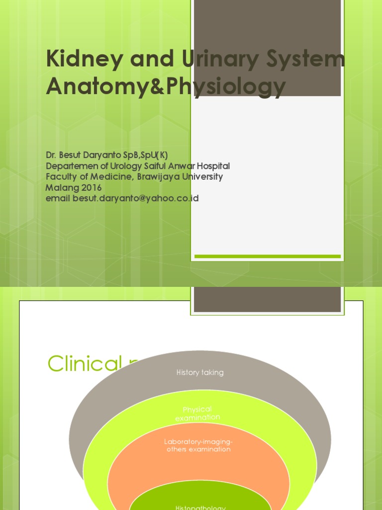 Kidney and Urinary System Anatomy&Physiology | PDF | Urination | Urology