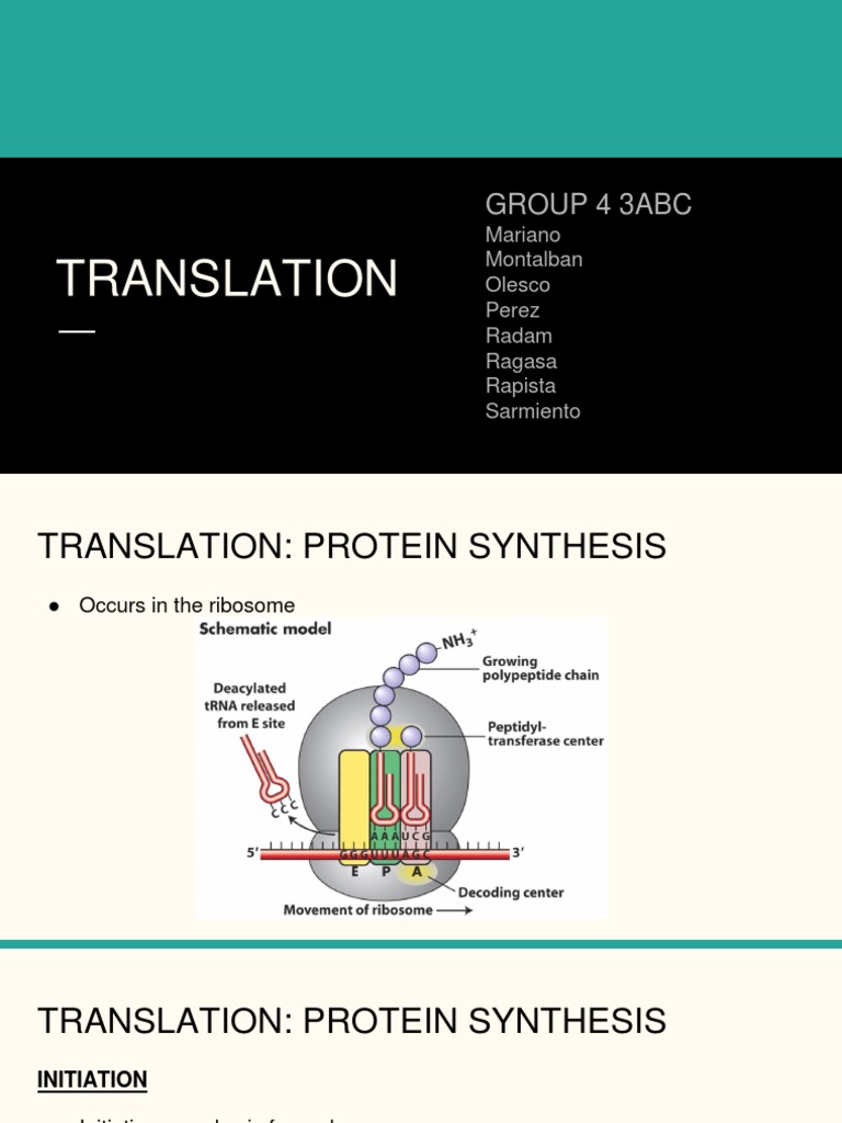 Bioinfo Translation | Download Free PDF | Translation (Biology) | Ribosome
