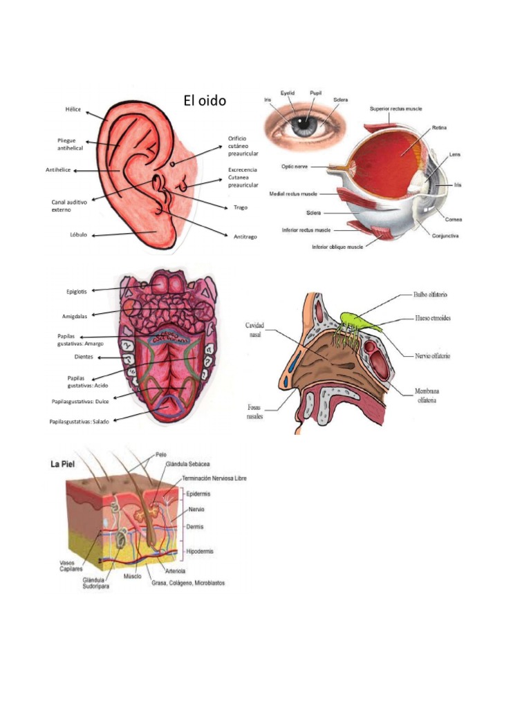 Los 5 Sentidos y Sus Partes | PDF