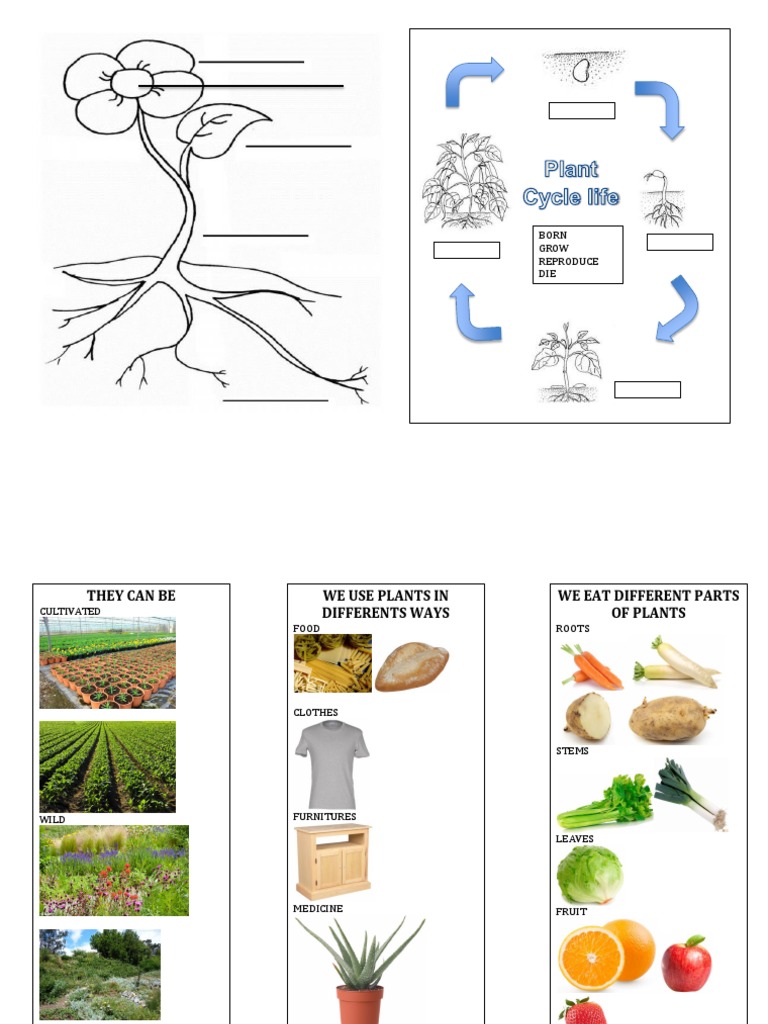 Born Grow Reproduce DIE | PDF