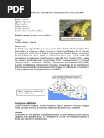 Allobates niputidea: Especie Única | PDF | Taxonomía (biología) | Género