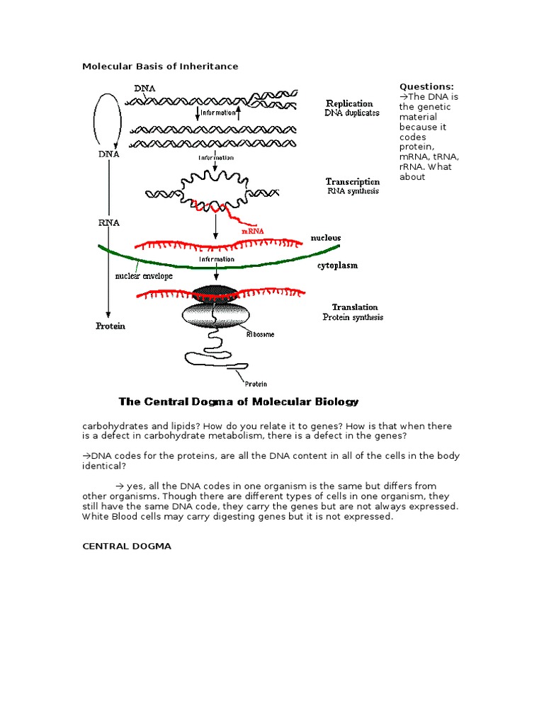 Molecular Basis of Inheritance Questions | PDF | Dna | Rna