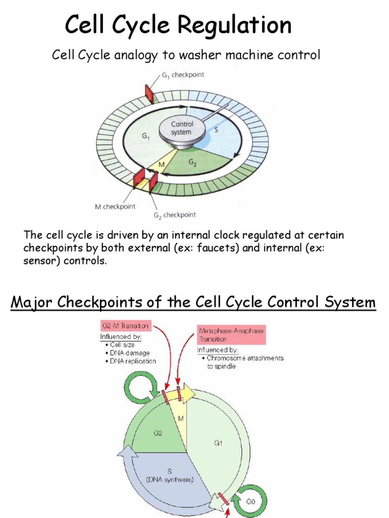 Cell Cycle Control and Regulation Overview | PDF
