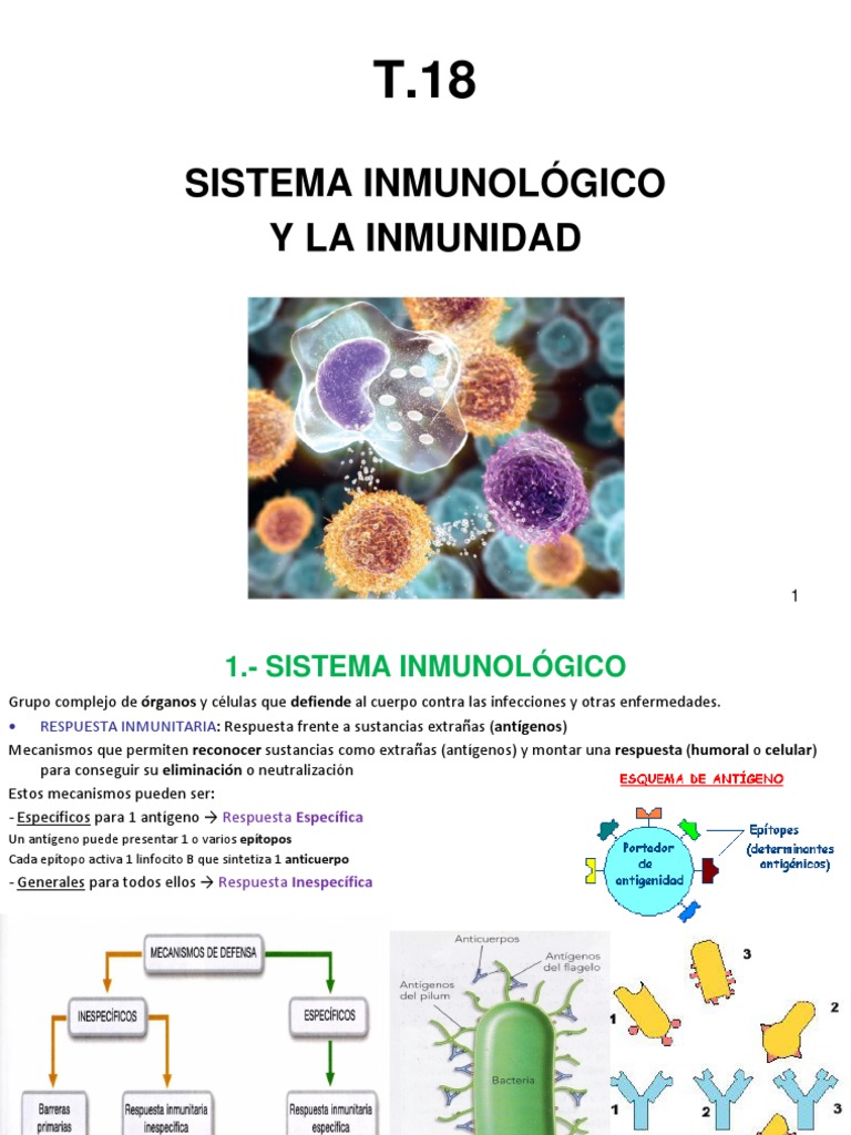 t.18. Sistema Inmunitario | Descargar gratis PDF | Sistema inmune | Linfocitos