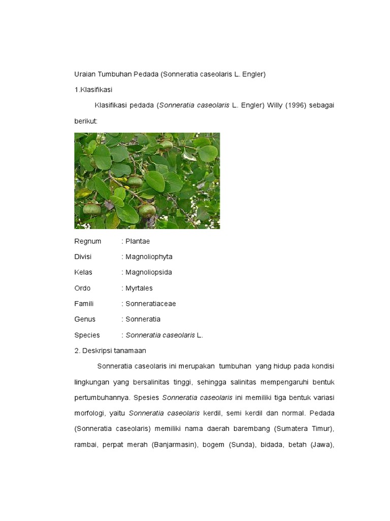 Uraian Tumbuhan Pedada dan Manfaatnya | PDF | Sains & Matematika