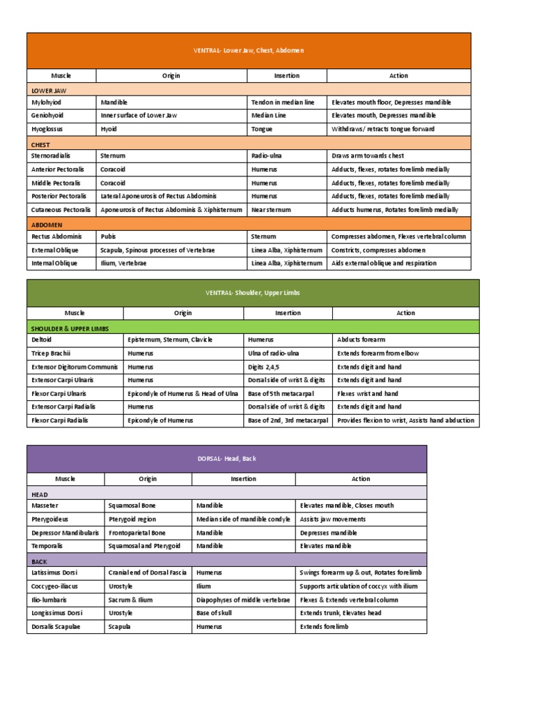 Muscular System of Frog Autofit To Contents | PDF | Foot | Anatomical ...