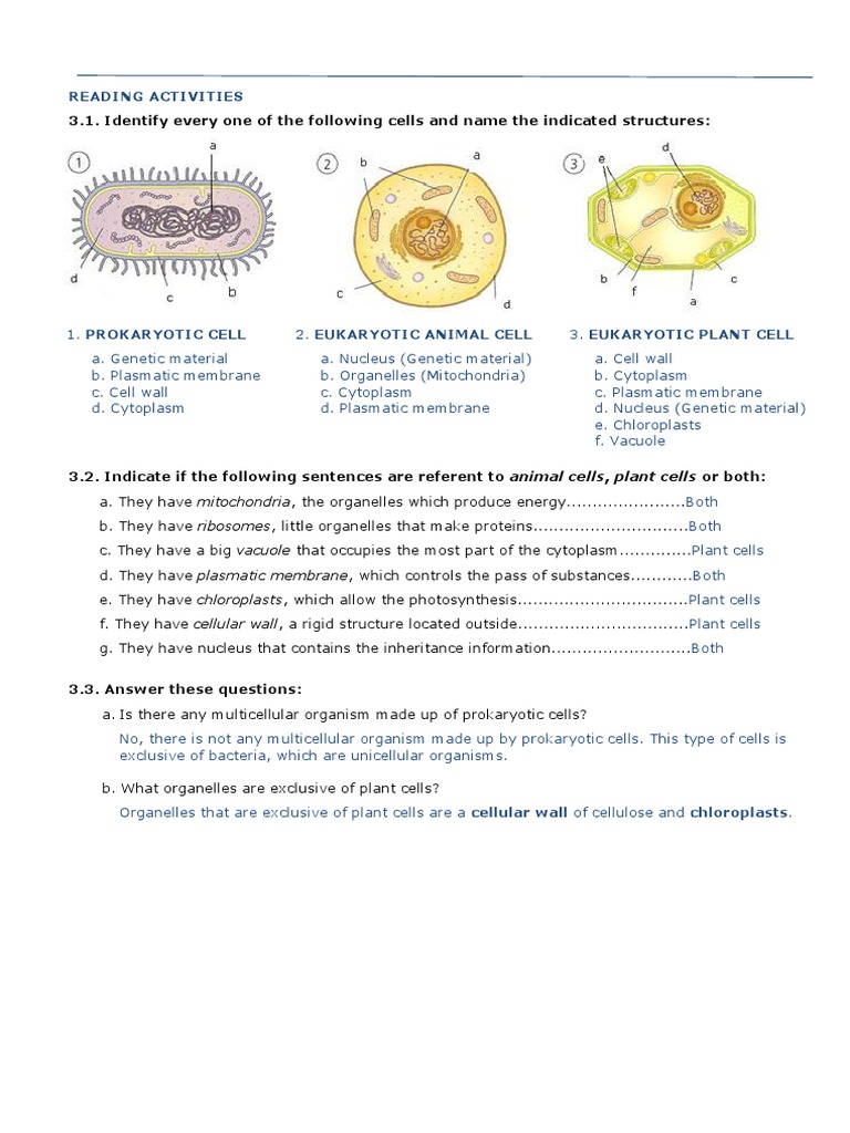 Cells (Answer Key) | PDF