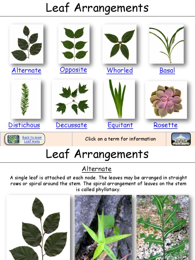 Whorled Leaf Arrangement