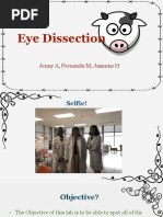 Cow Eye Dissection Lab Report | PDF | Eye | Human Eye