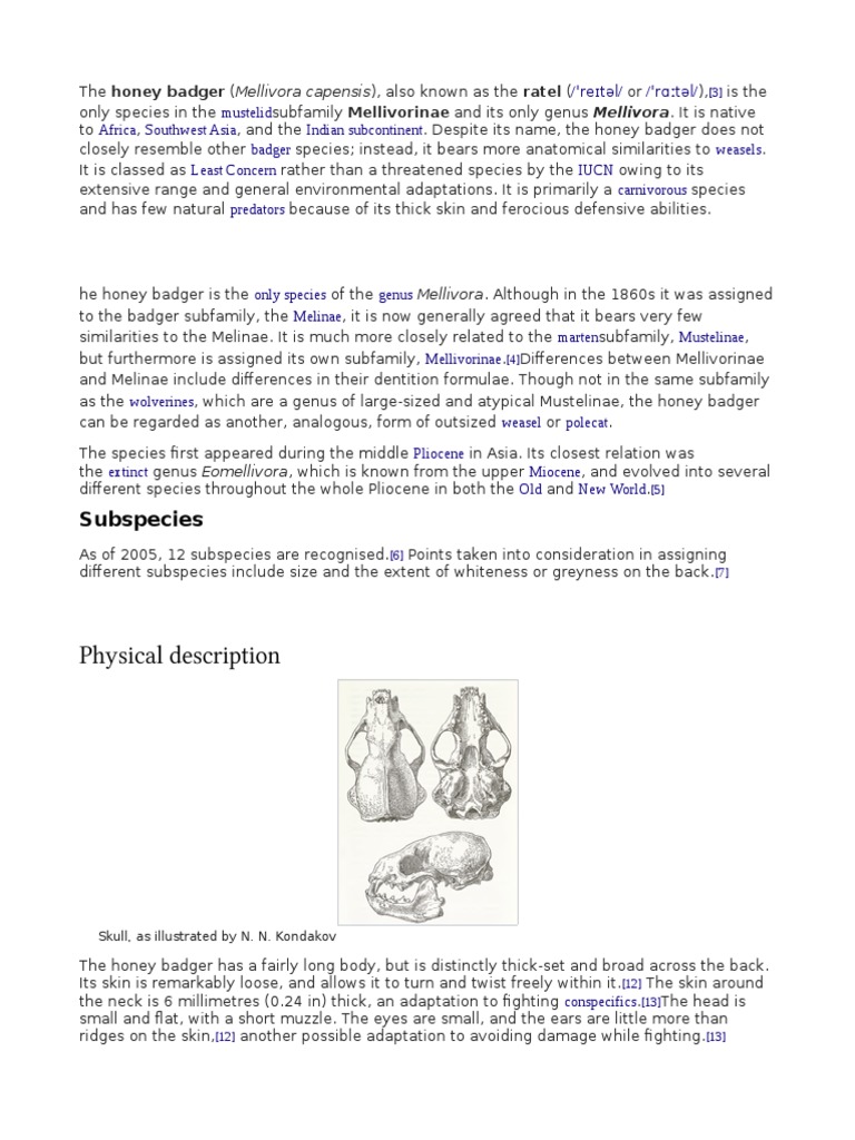 Honey Badger Update | PDF | Nature