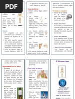 Triptico Sistema Circulatorio | PDF | Sangre | Corazón