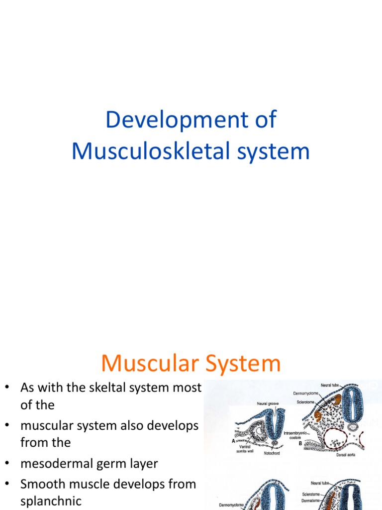 Development of Musculoskeletal System | PDF | Muscle | Myocyte