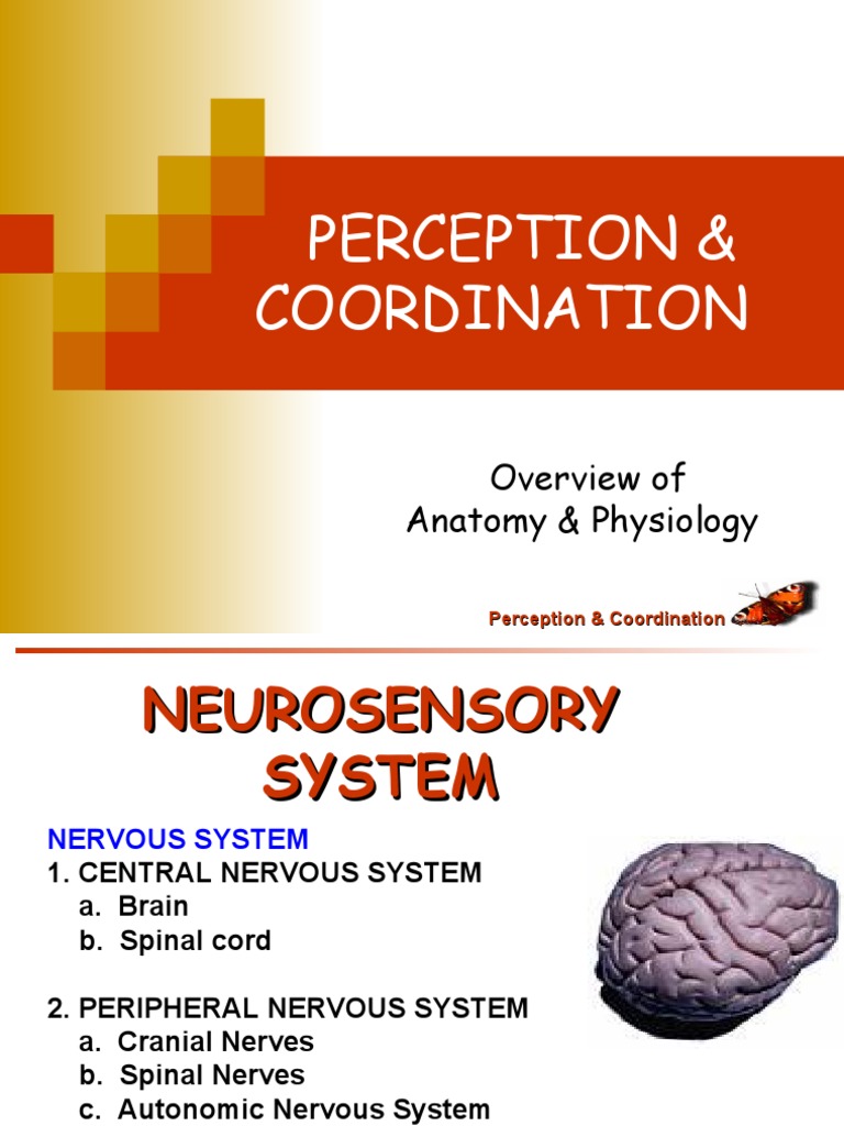 Perception & Coordination: Overview of Anatomy & Physiology | PDF ...