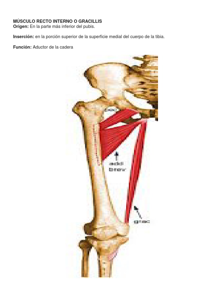Músculo Recto Interno o Gracillis | PDF