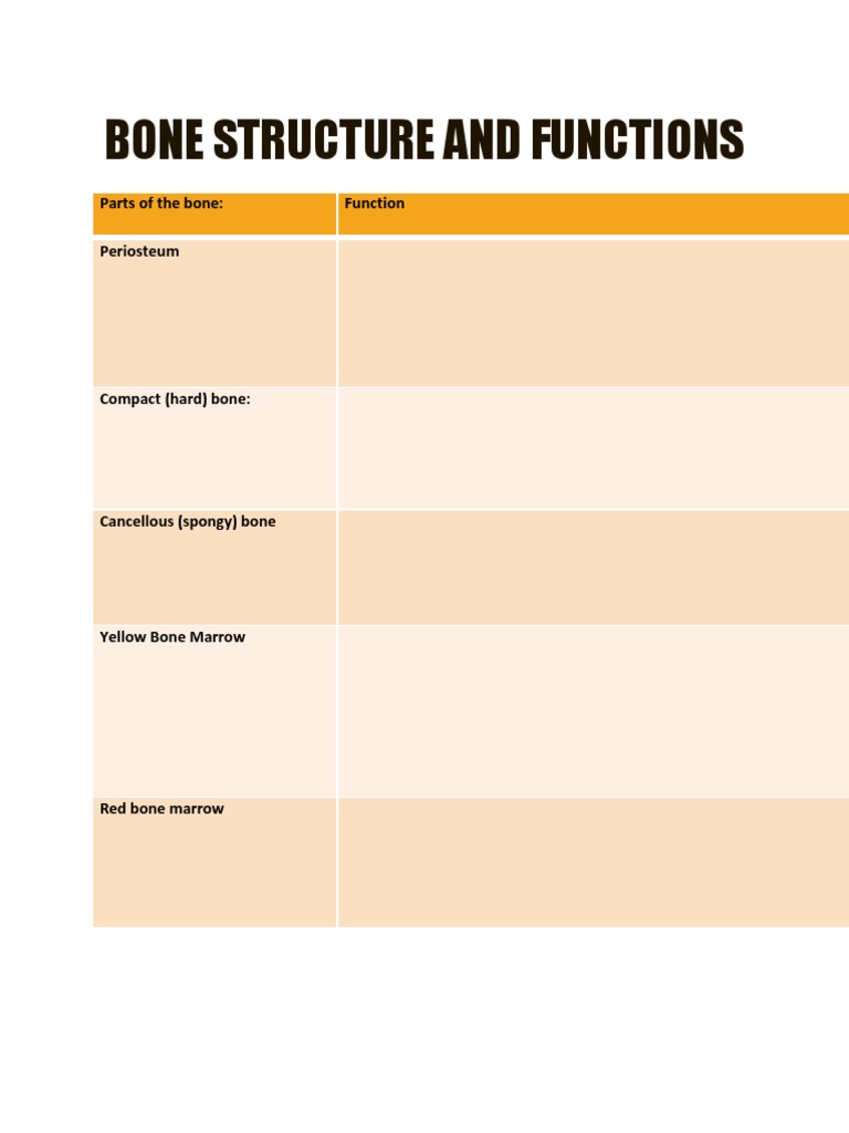 Bone Structure and Functions Worksheet | PDF | Sports & Recreation