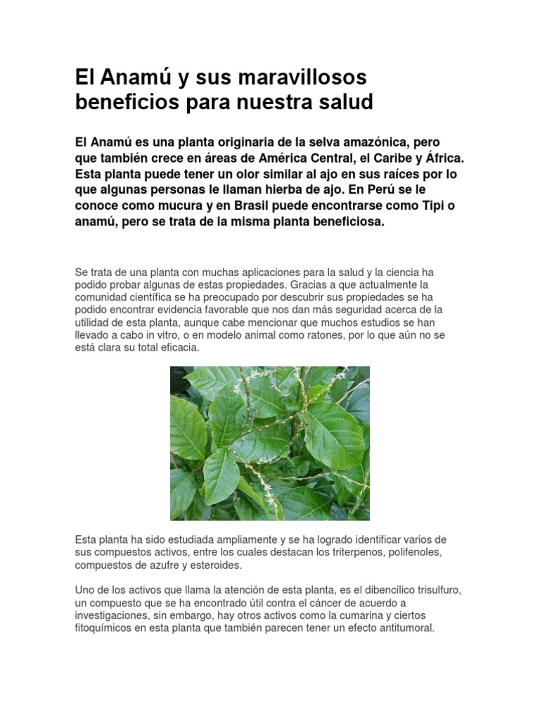El Anamú y Sus Maravillosos Beneficios para Nuestra Salud | PDF