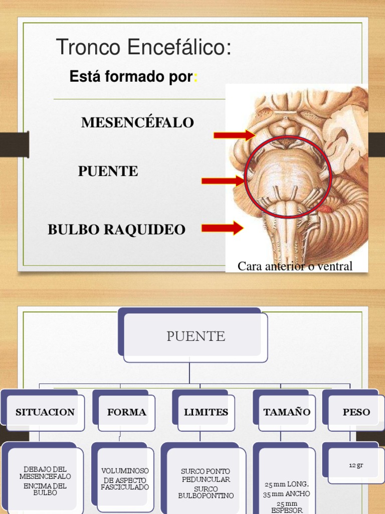 Protuberancia Anular | Anatomía | Anatomia animal