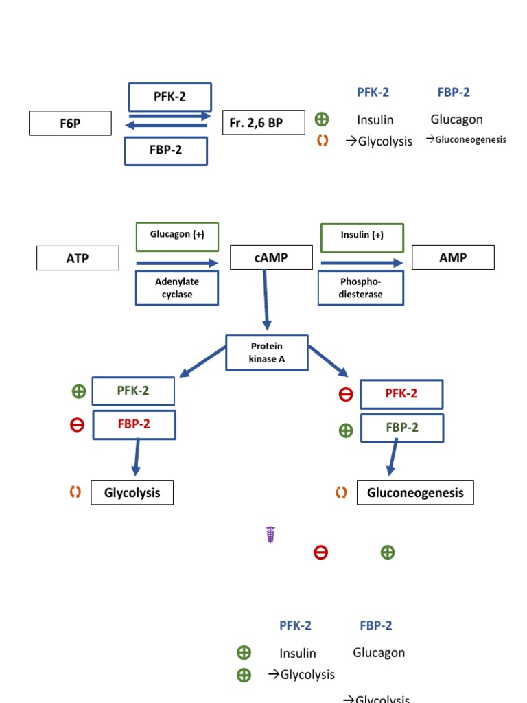 F6P PFK-2 Fr. 2,6 BP FBP-2: Insulin Glucagon Glycolysis | Download Free ...