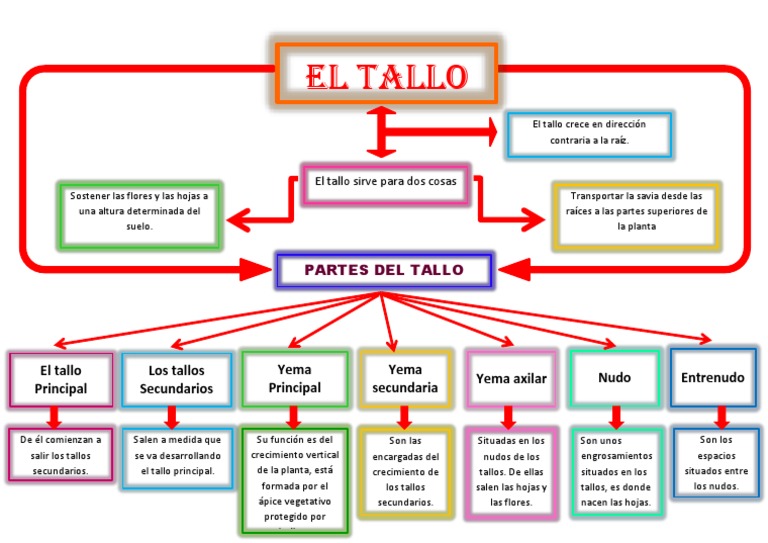 Mapa Conceptual El Tallo