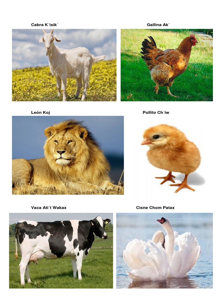 Nombres de animales en maya k'iche' | PDF