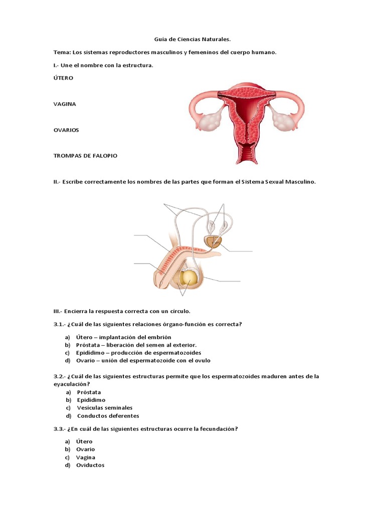 Guía de Ciencias Naturales 6° Año Básico Sist. Reproductor Humano | PDF ...