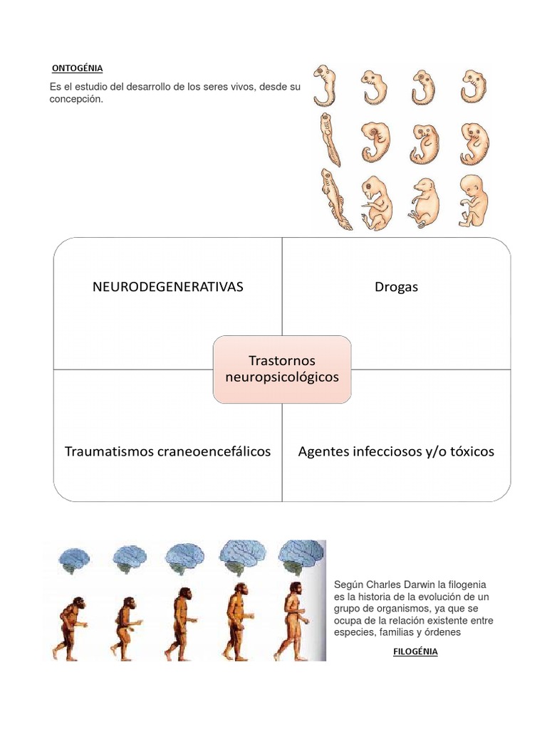 ONTOGÉNIA | PDF | Ciencias sociales