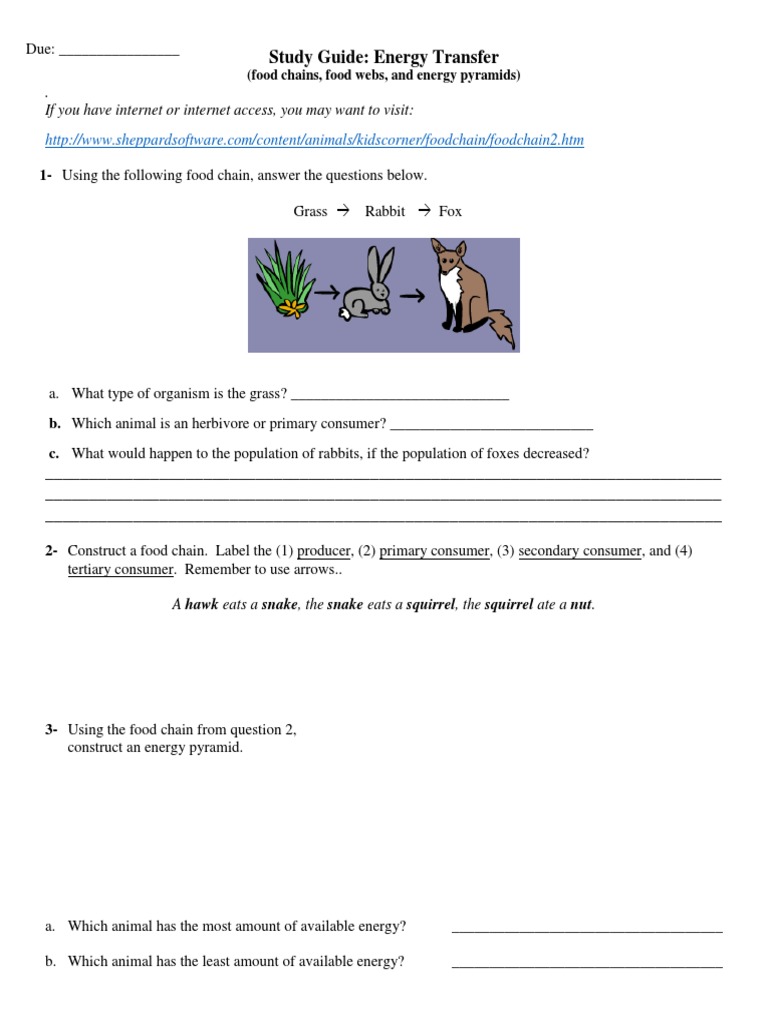 Study Guide - Energy Transfer | PDF | Food Web | Ecology