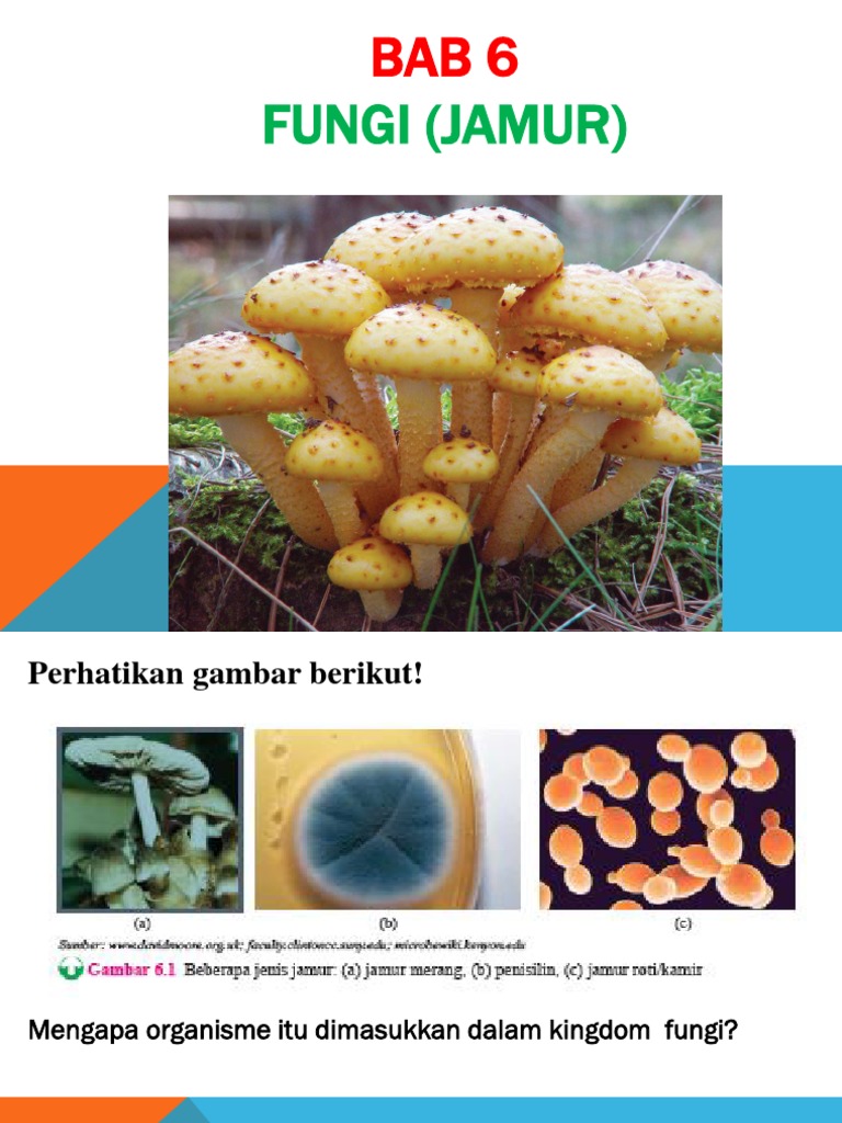 [JUDUL]: Struktur, Sifat, dan Peranan Jamur dalam Kehidupan | PDF