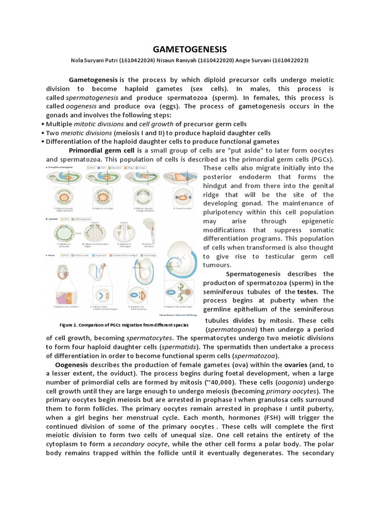 GAMETOGENESIS: THE PROCESS OF SEX CELL DEVELOPMENT | PDF | Meiosis ...