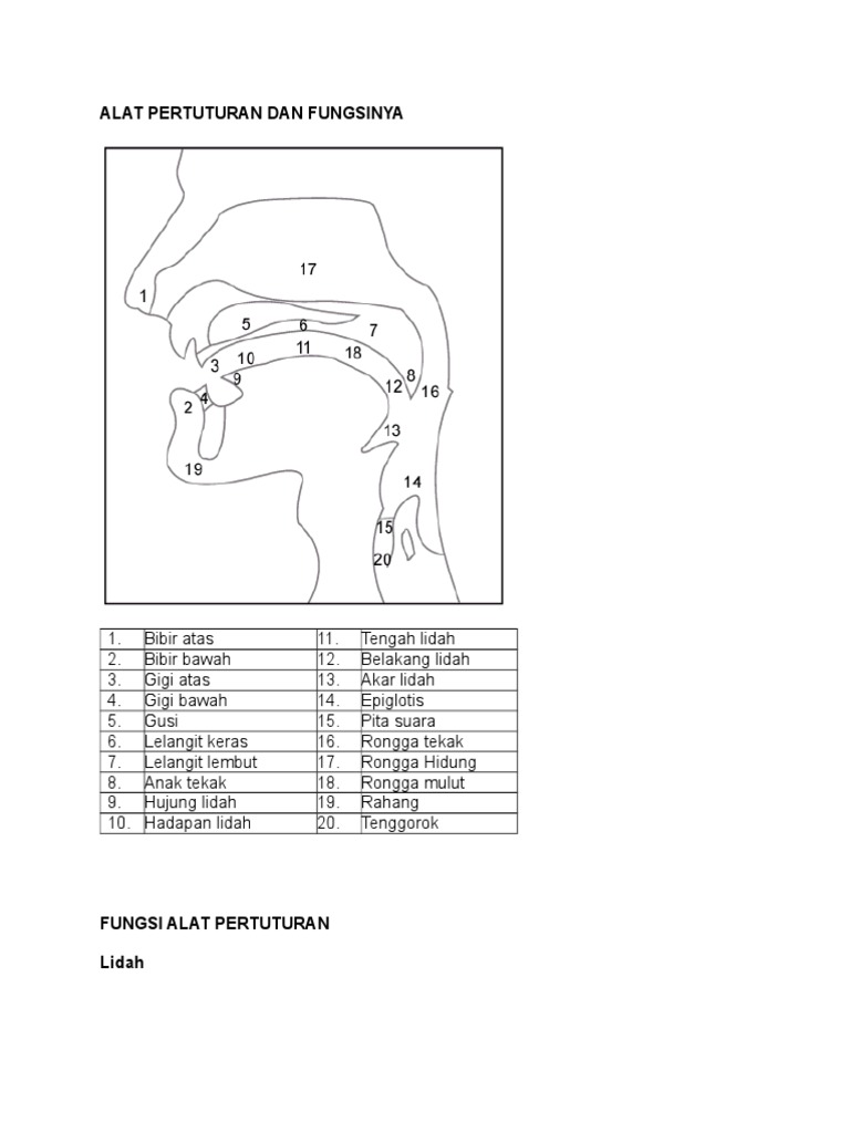 Alat Pertuturan Dan Fungsinya | PDF