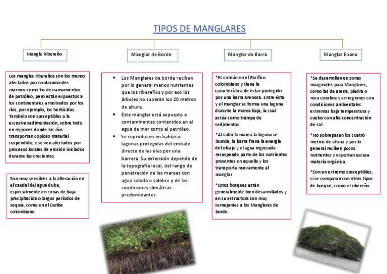 Tipos de Manglar 1 | PDF | Mangle | Contaminación